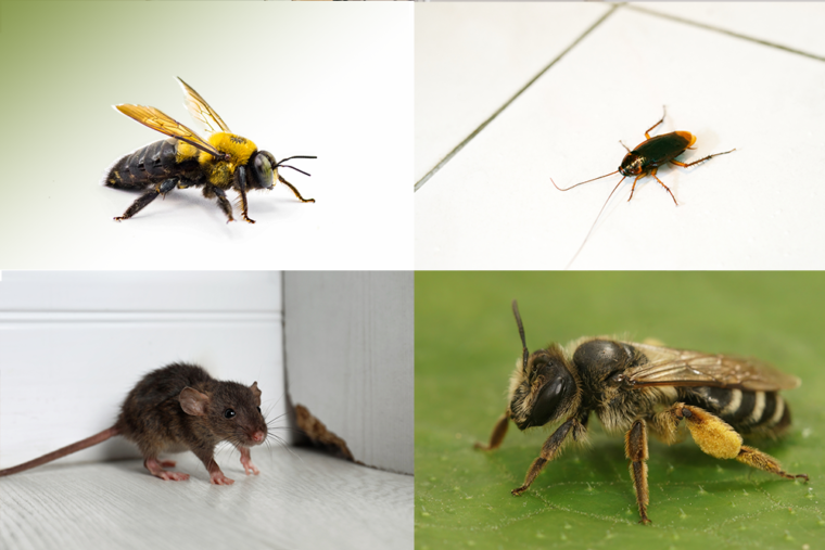 One-Time Services – Vine & Branch Pest Control Solutions