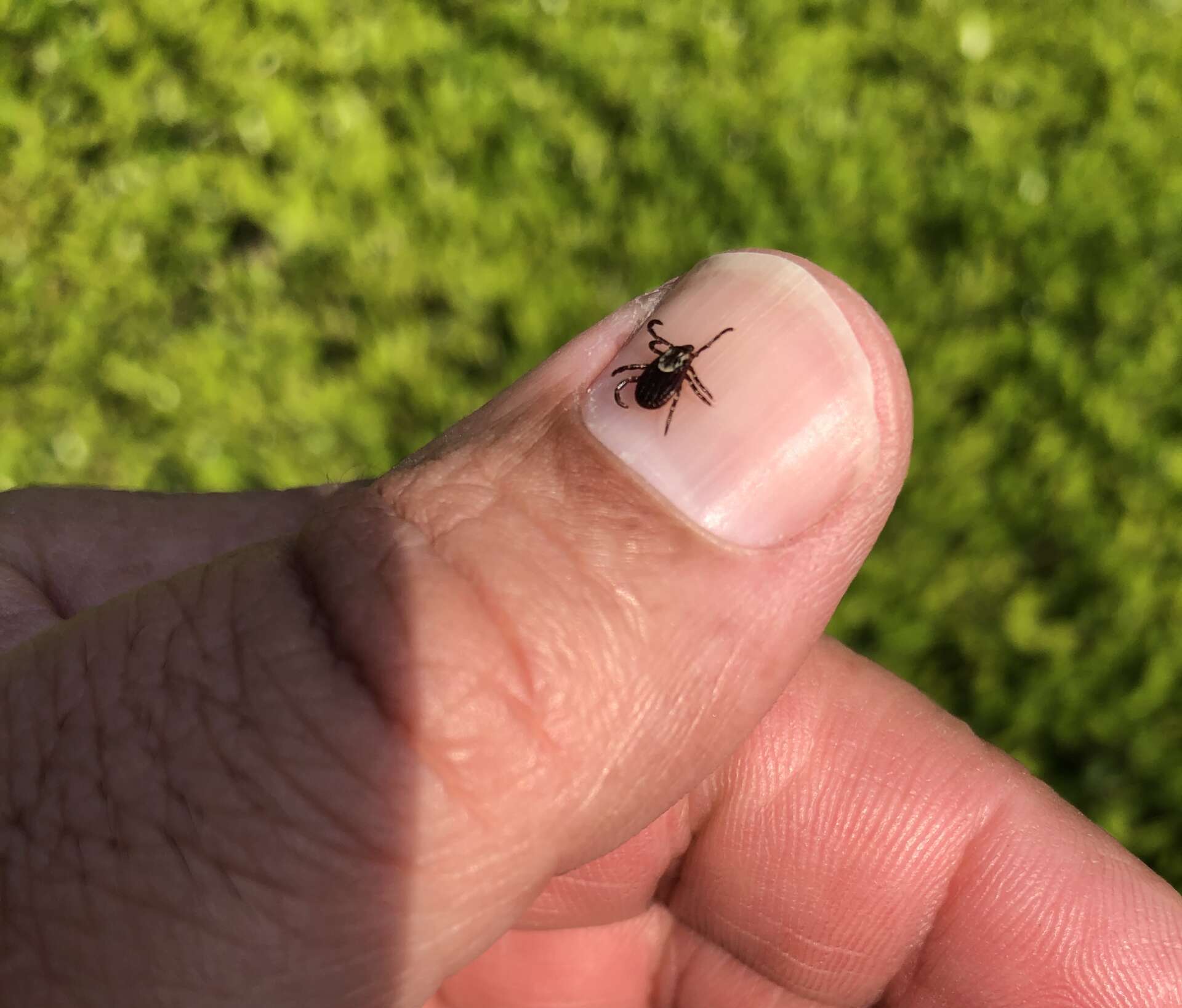 What you need to know about Ticks in Virginia - Vine and Branch Pest ...