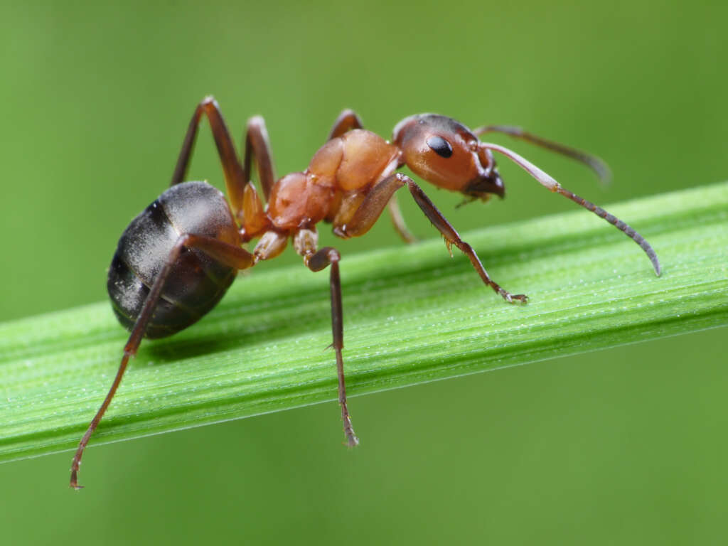 Hybrid Fire Ants Are Headed North: What Southern Virginia Homeowners ...